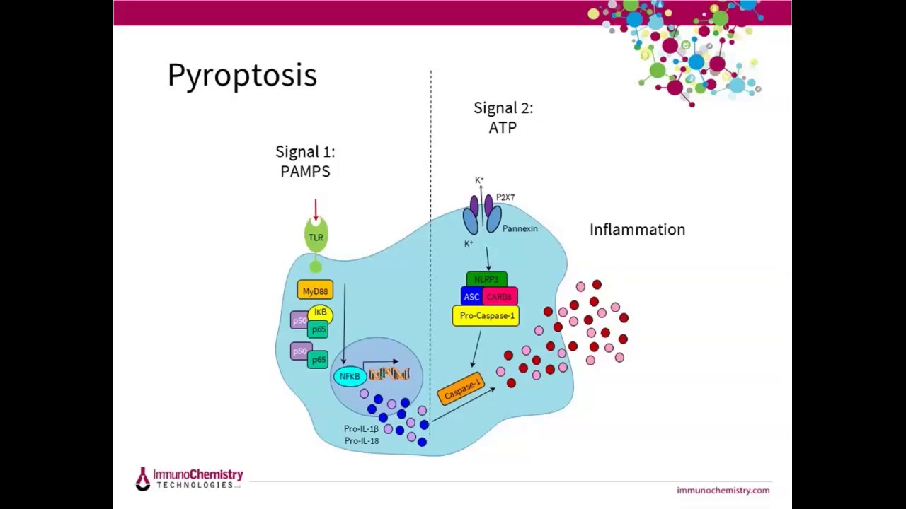 Detecting Cell Death: Apoptosis, Pyroptosis, Autophagy, and Necrosis ...