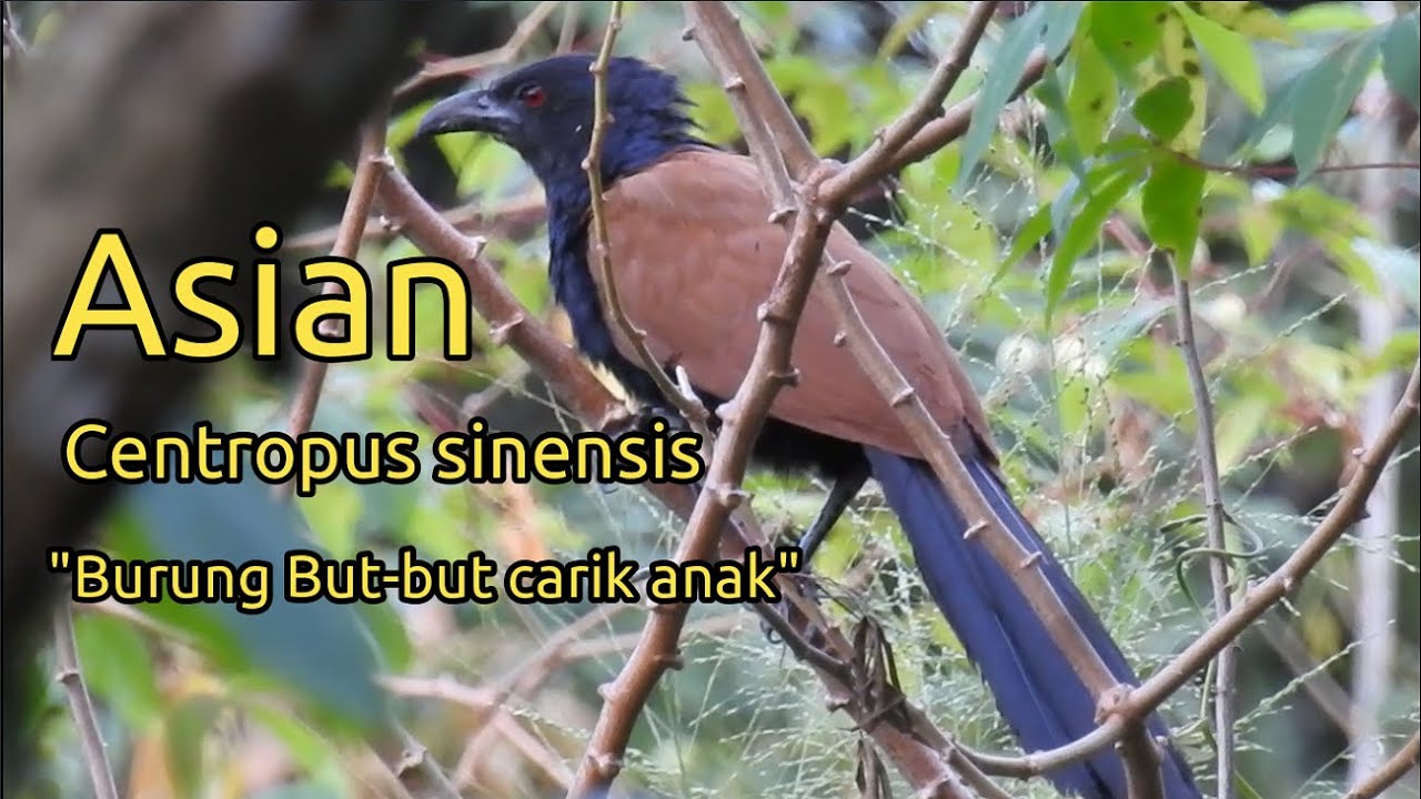 Birding // Burung but-but borneo // Bird watching - YouTube