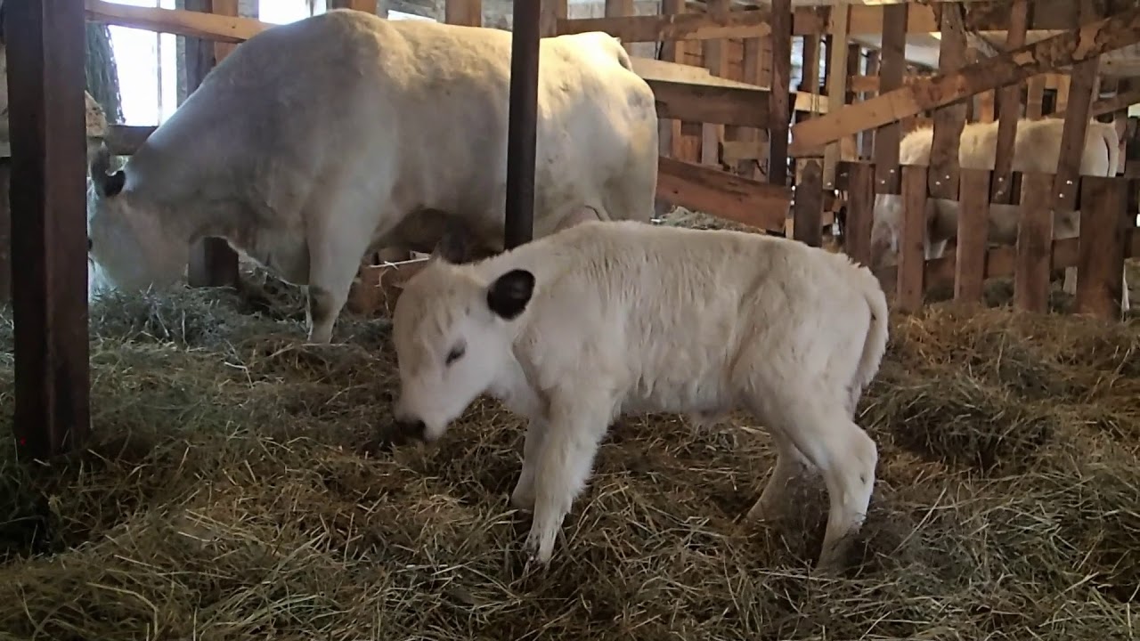 First calf of 2019 born... Little British White heifer calf! - YouTube