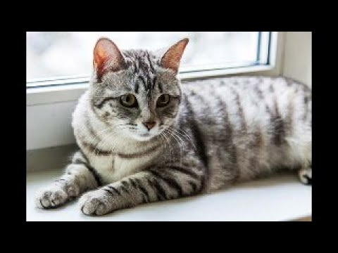 Kot Filemon Bajka - YouTube