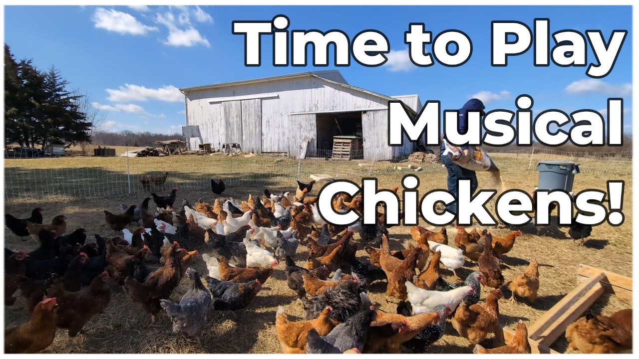 Moving Little Chickens | Family Farm Work Day | 400 Laying Hens ...