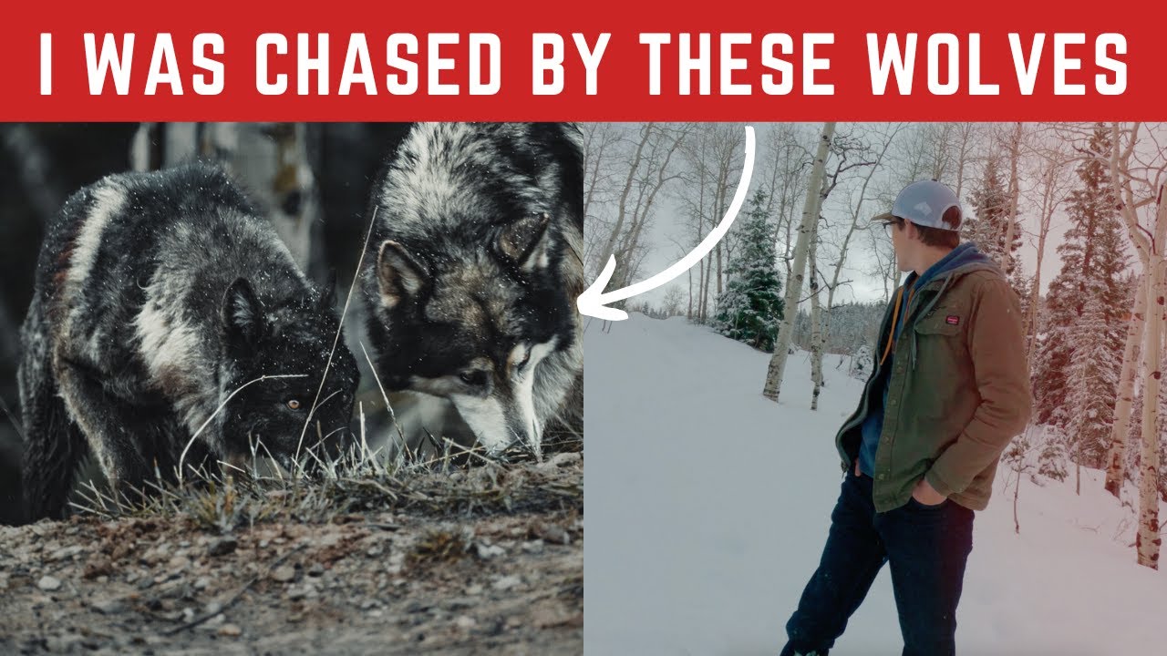Photographer gets chased by Wolves in Utah (My story) - YouTube