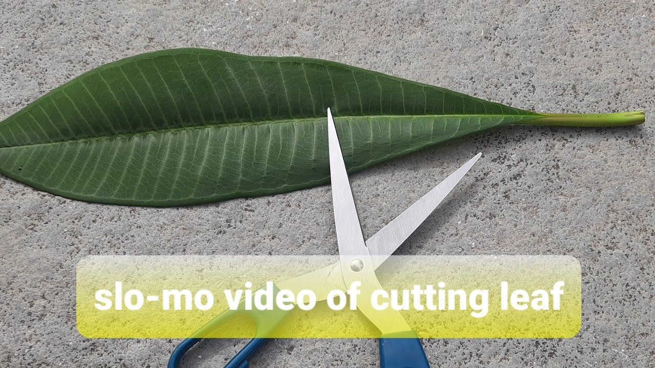 Slo-mo video of leaf being cut | How scissor cuts the leaf - YouTube