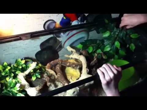 How to set up a corn snake terrarium - YouTube