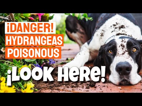 Is Hydrangea Plant Safe For Cats