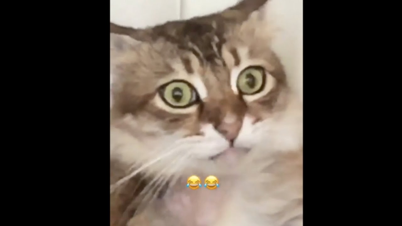Inception Cat Bwaaa - YouTube