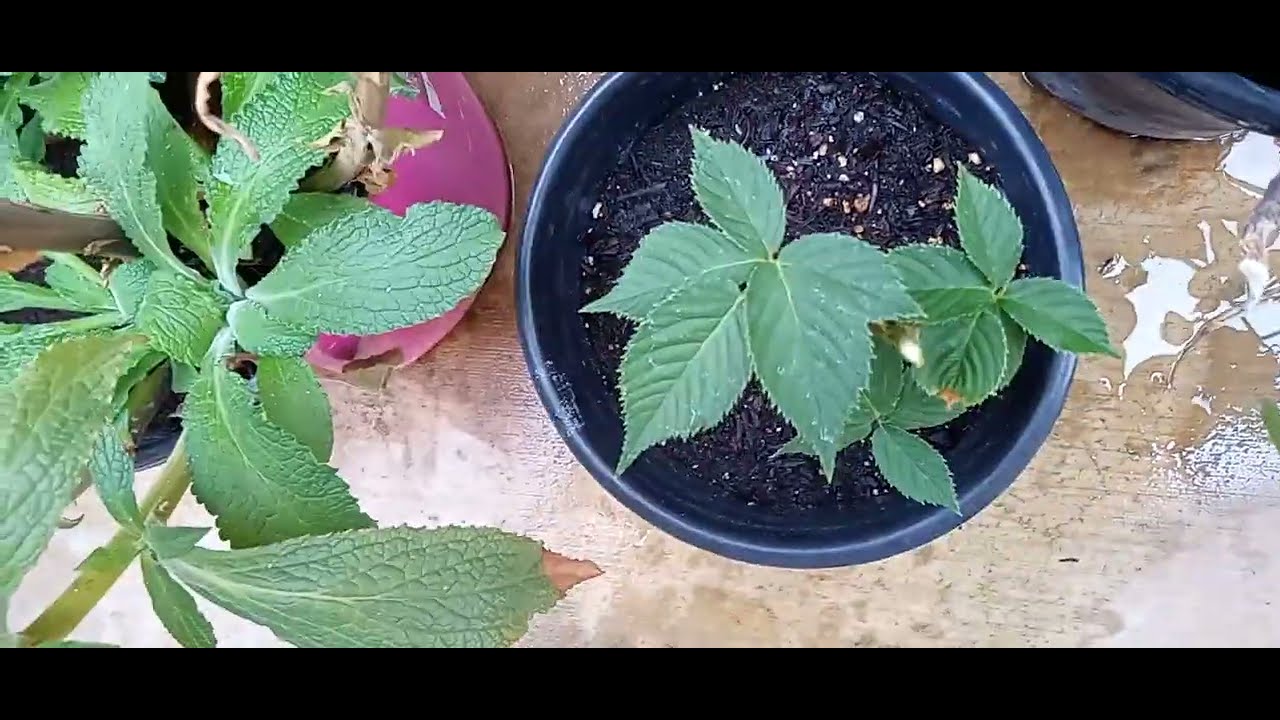 How to Proceed onto the Second Step of Tip Rooting Blackberry Plants ...