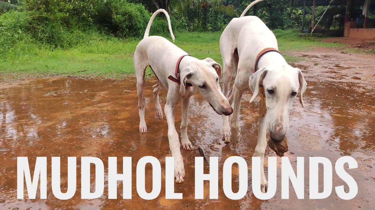 PLAYING MUDHOL HOUNDS IN FRESH MORNING - YouTube