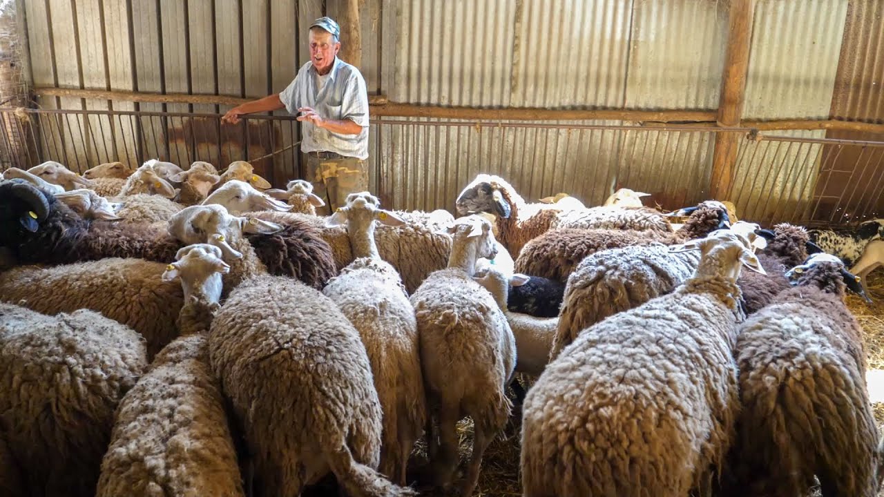 Tosatura delle pecore in Maremma - YouTube