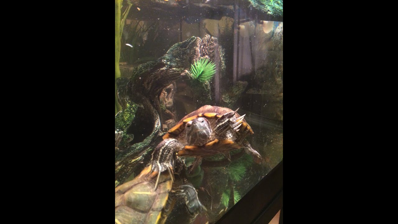 Gucci the turtle Rescue - YouTube