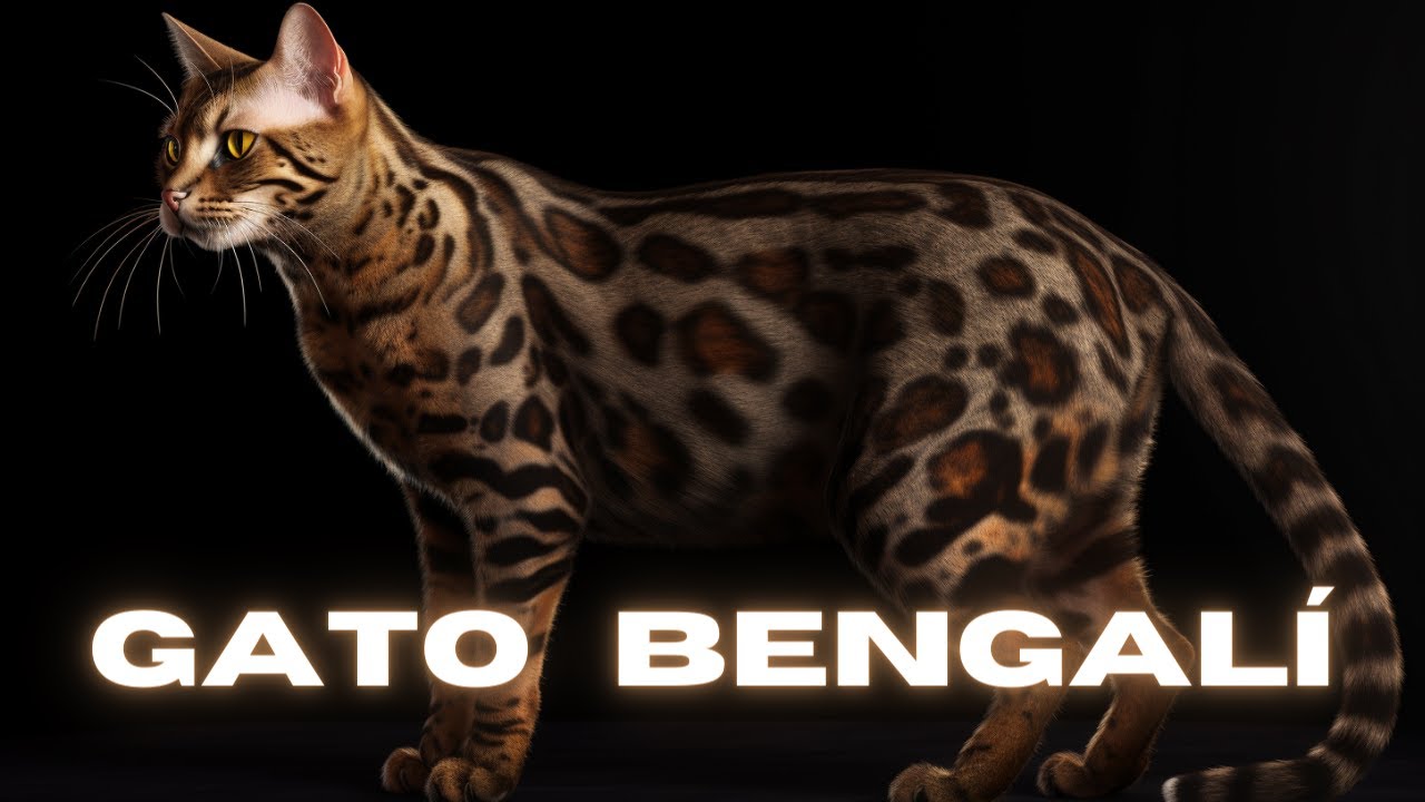 Gato BENGALÍ: Características del TIGRE doméstico 😺🐯 - YouTube
