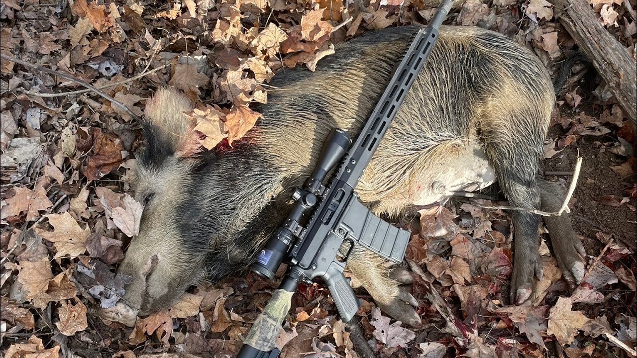 3 hogs down! - YouTube
