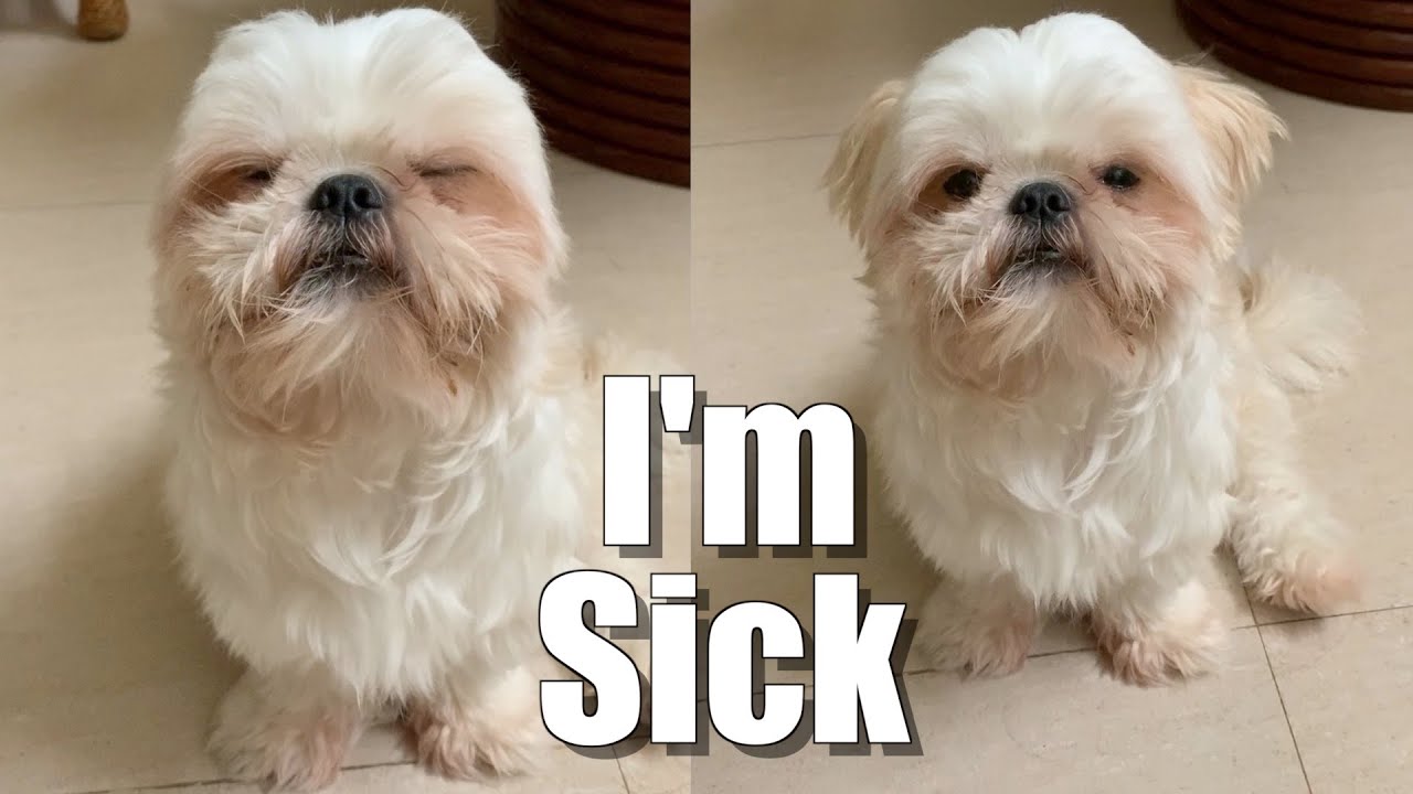 My Shih Tzu Dog is Sick | Prayers Up! - YouTube