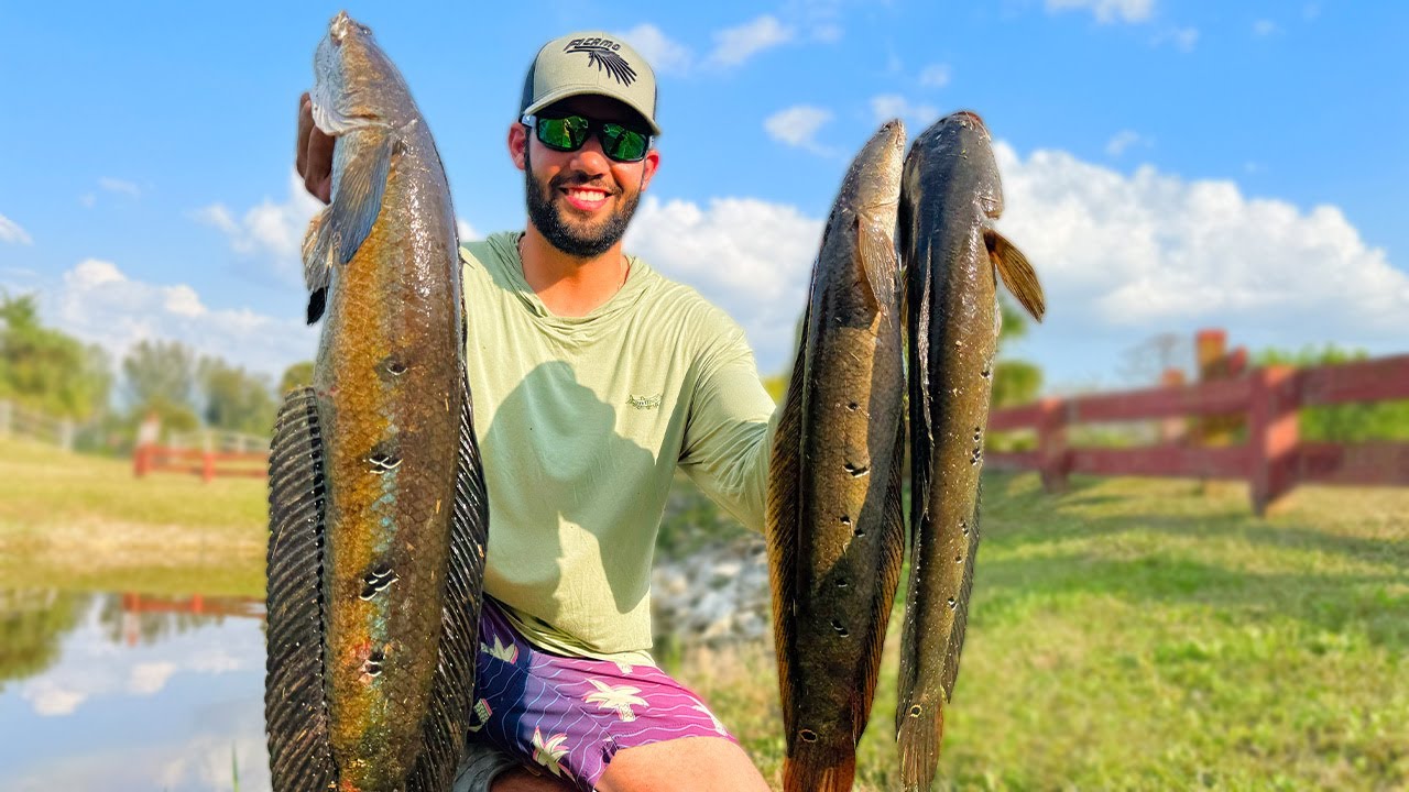 MONSTER SNAKEHEADS - Catch Clean Cook! - YouTube