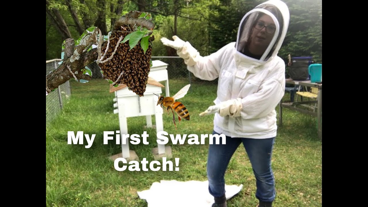 My First Swarm Catch - Episode 6 LCH - YouTube