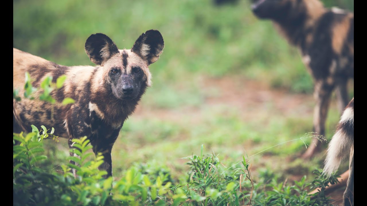 Karingani - African Wild Dog Relocation - YouTube