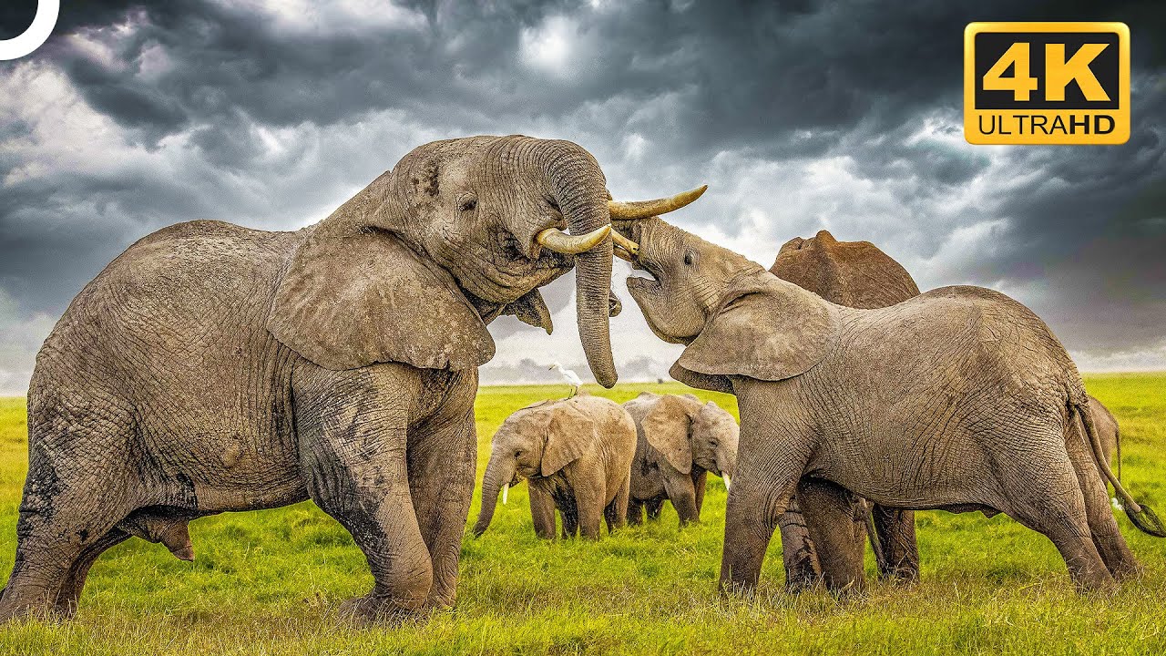 TOP 5 OF WORLD'S LARGEST ANIMALS! | WILDLIFE DOCUMENTARY | 4K ANIMAL ...