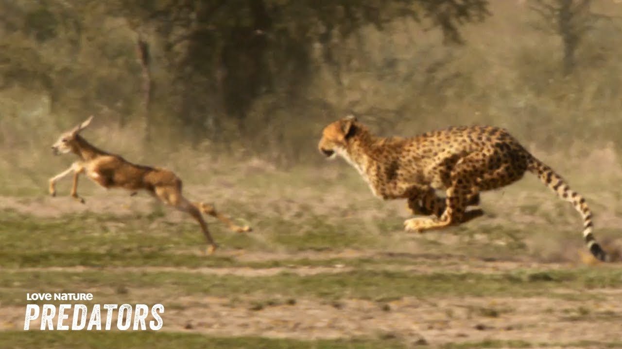 How the Cheetah Hunts Down Prey at Top Speeds - YouTube