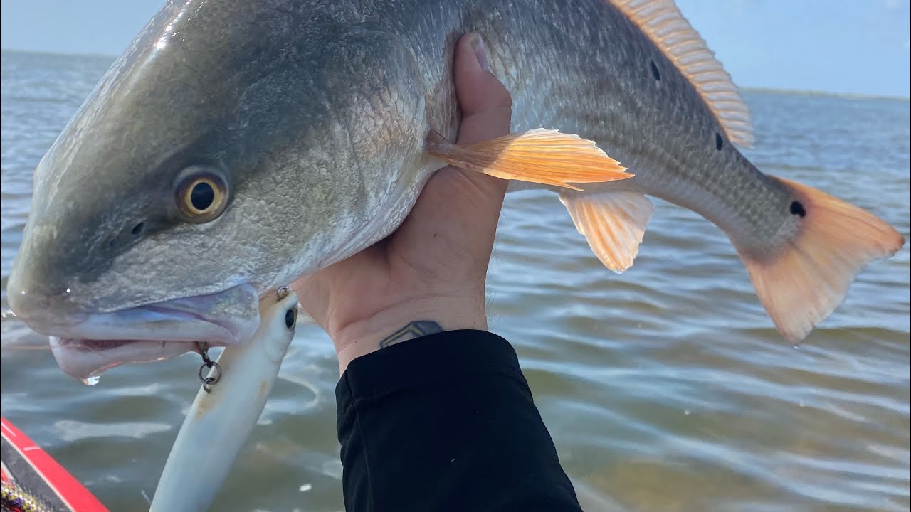 Top Water Redfish Bite to the Rescue!! || Corpus Christi Kayak Fishing ...