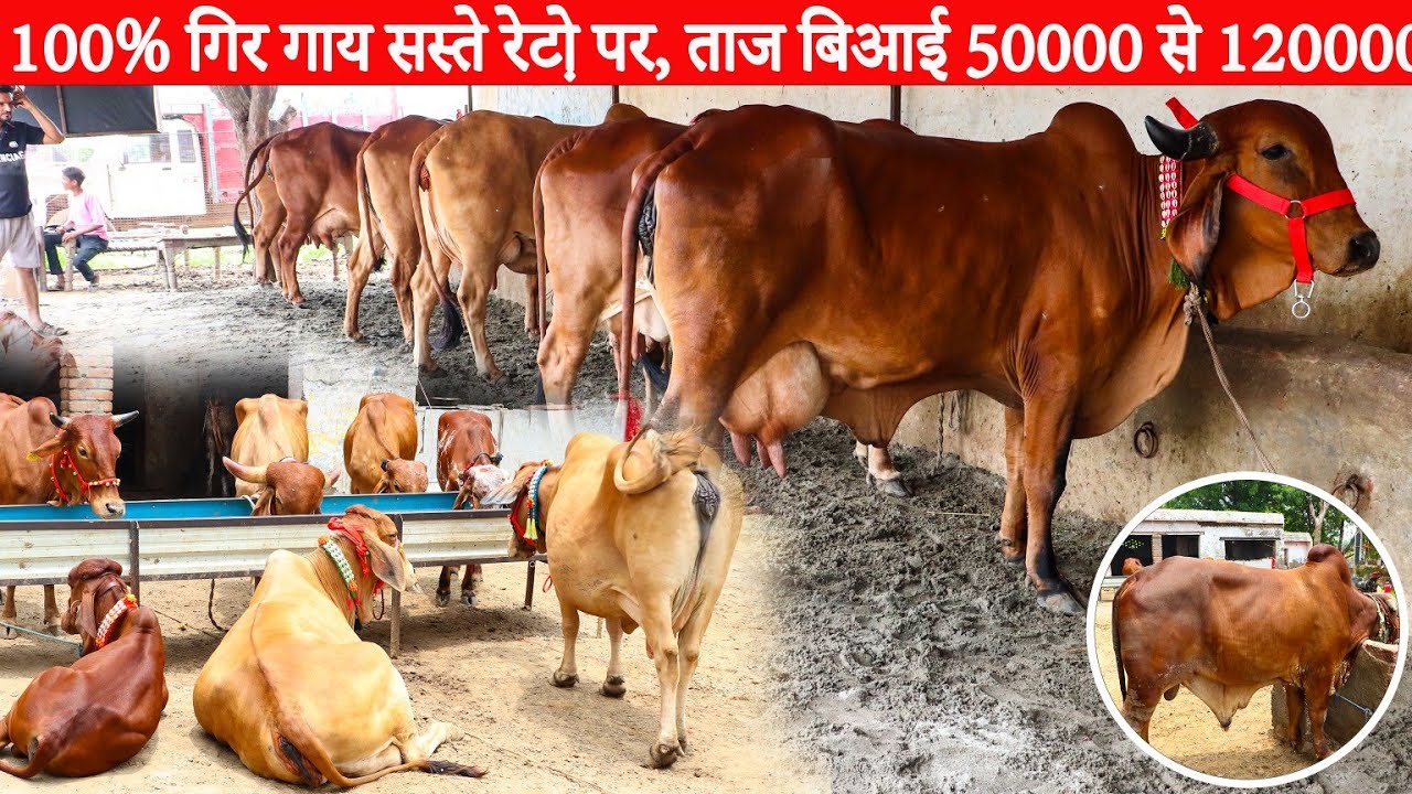 100 % गिर गाय ताजा बियाई सस्ते रेटौ पर सेल || Geer cow Sell low budget ...