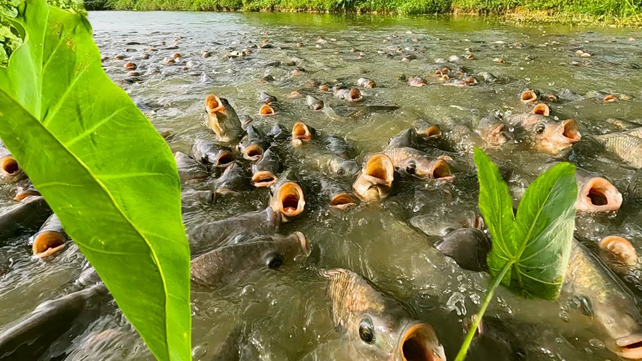 Top Fishing 2025 - Dry Season YaYa Catching Fish A Lot Of By Skill Hand ...