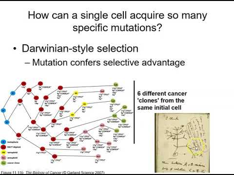 Genetics of Cancer part 1 multi-hit models and hereditary cancers - YouTube