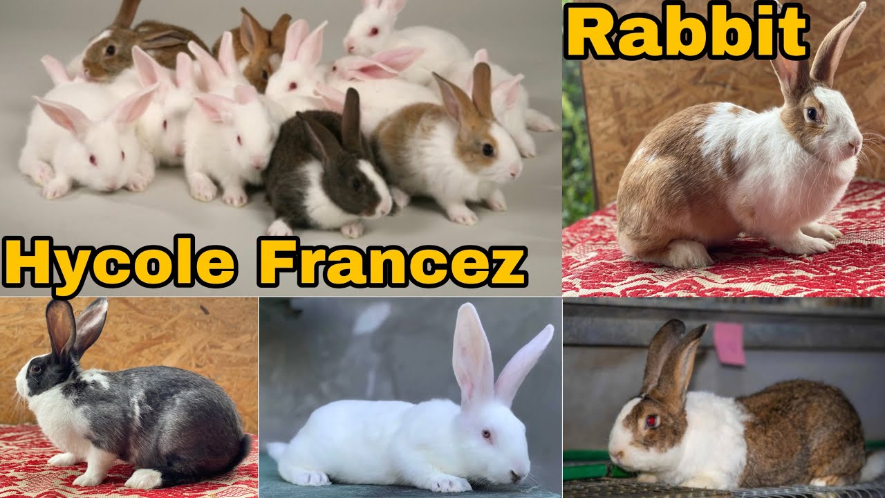 Hycole Francez | Noi iepurași! | Animăluțele Antoniei - YouTube