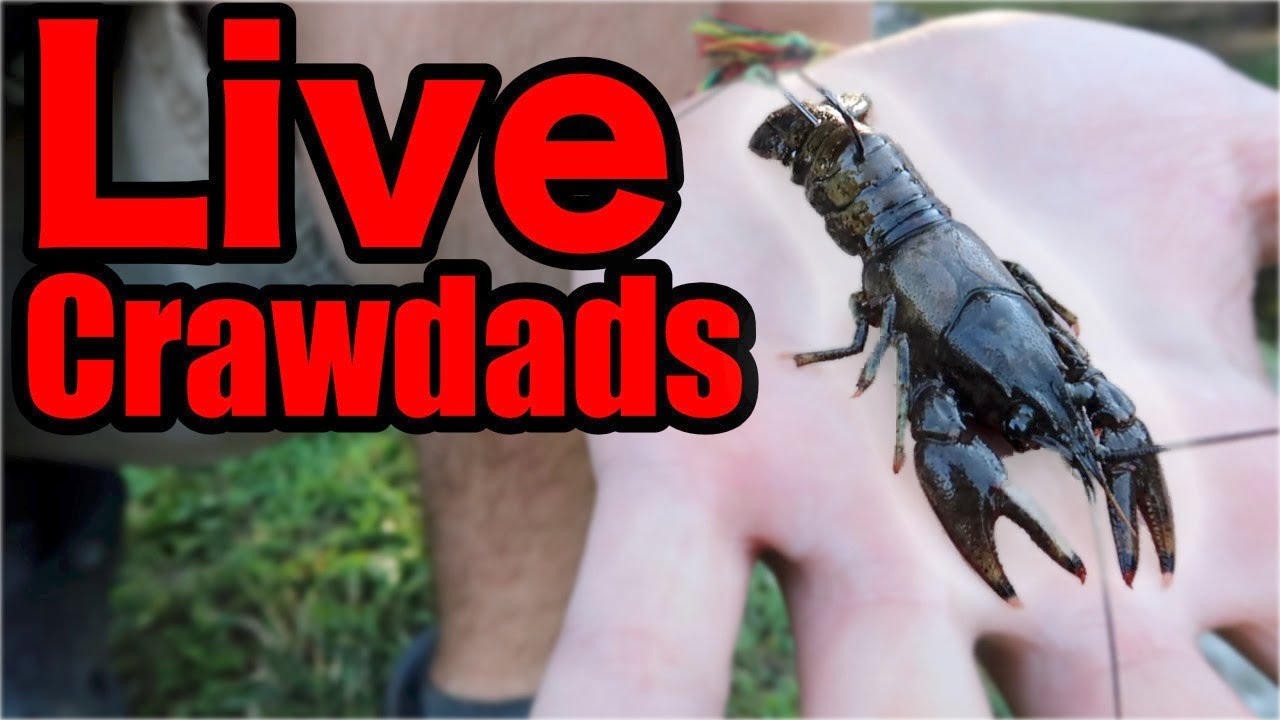 FISHING w/ LIVE CRAWDADS! - YouTube