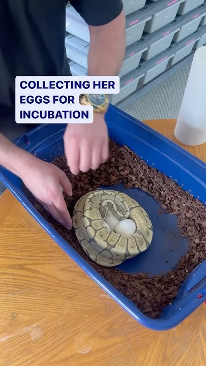 HOW MANY EGGS DID OUR BALL PYTHON LAY😍🔥 - YouTube