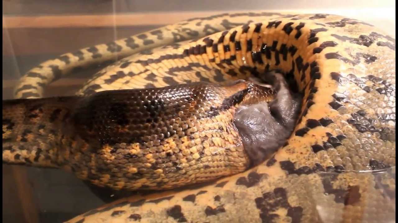 Anaconda Eating a Rabbit - YouTube