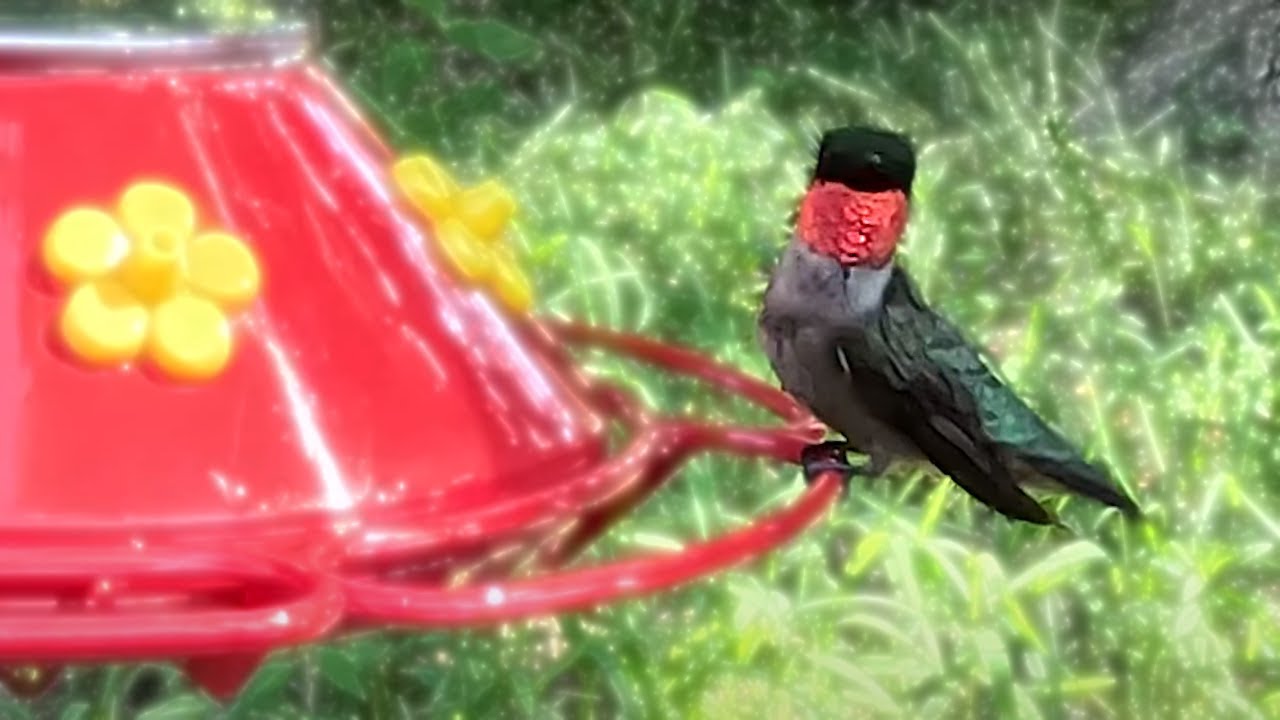 Busy Hummingbirds for Pets & Relaxation • 4K Pet TV - YouTube