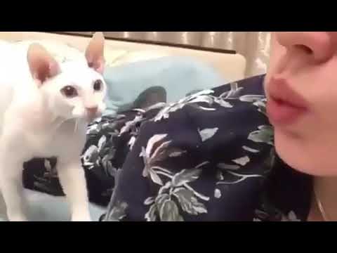 Cantik sange ngebokep sama kucing porn