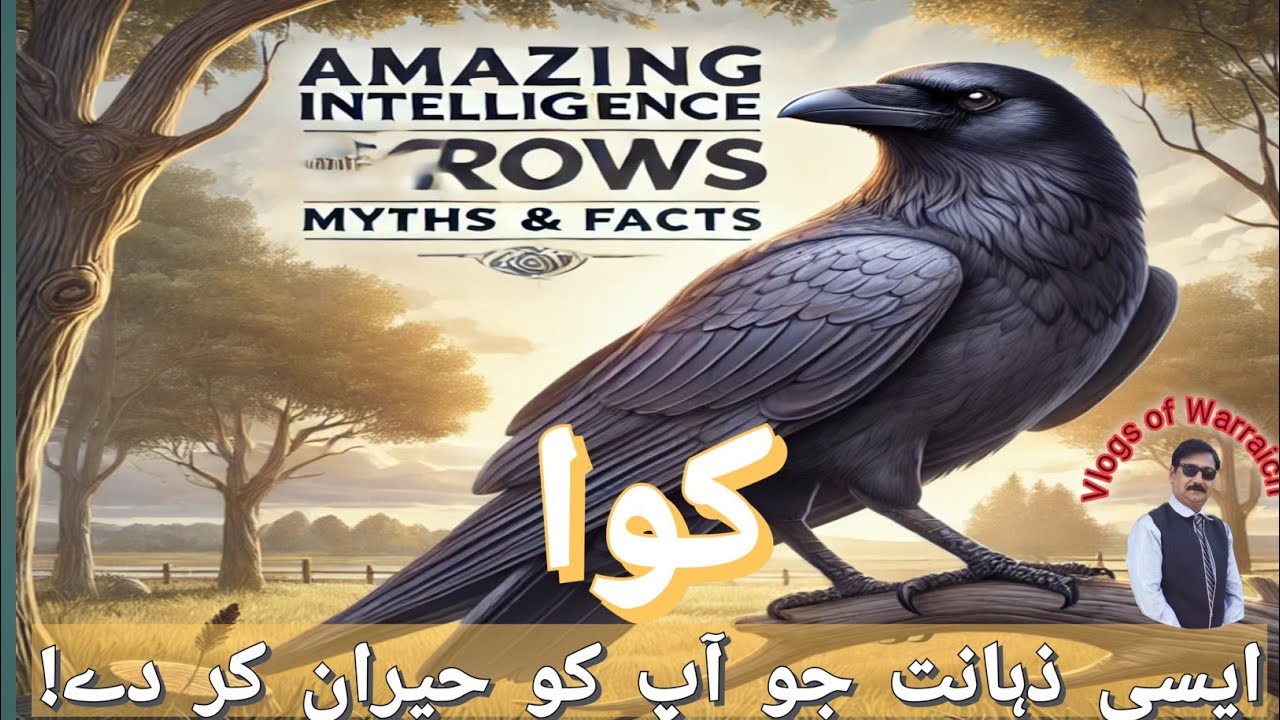 Amazing Intelligence of Crows – Myths, Facts, and Secrets Revealed ...