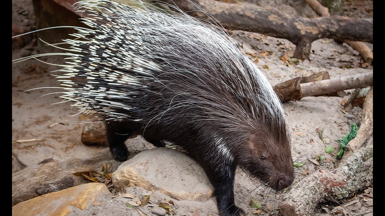 Zoo to You with Pancake and Pluto, our African Cape Porcupines! - YouTube