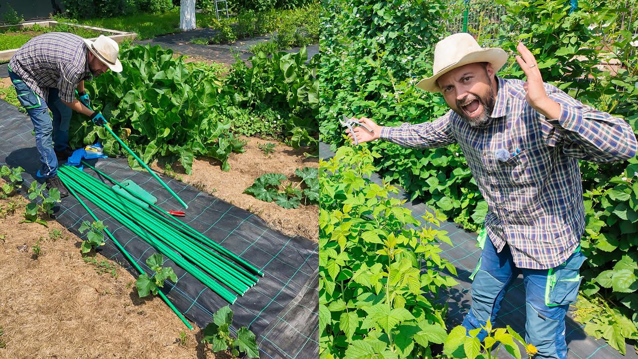 RĂRIRE ZMEURĂ REMONTANTĂ / COPILIRE ROȘII / MONTAT ARACI LA CASTRAVEȚI ...