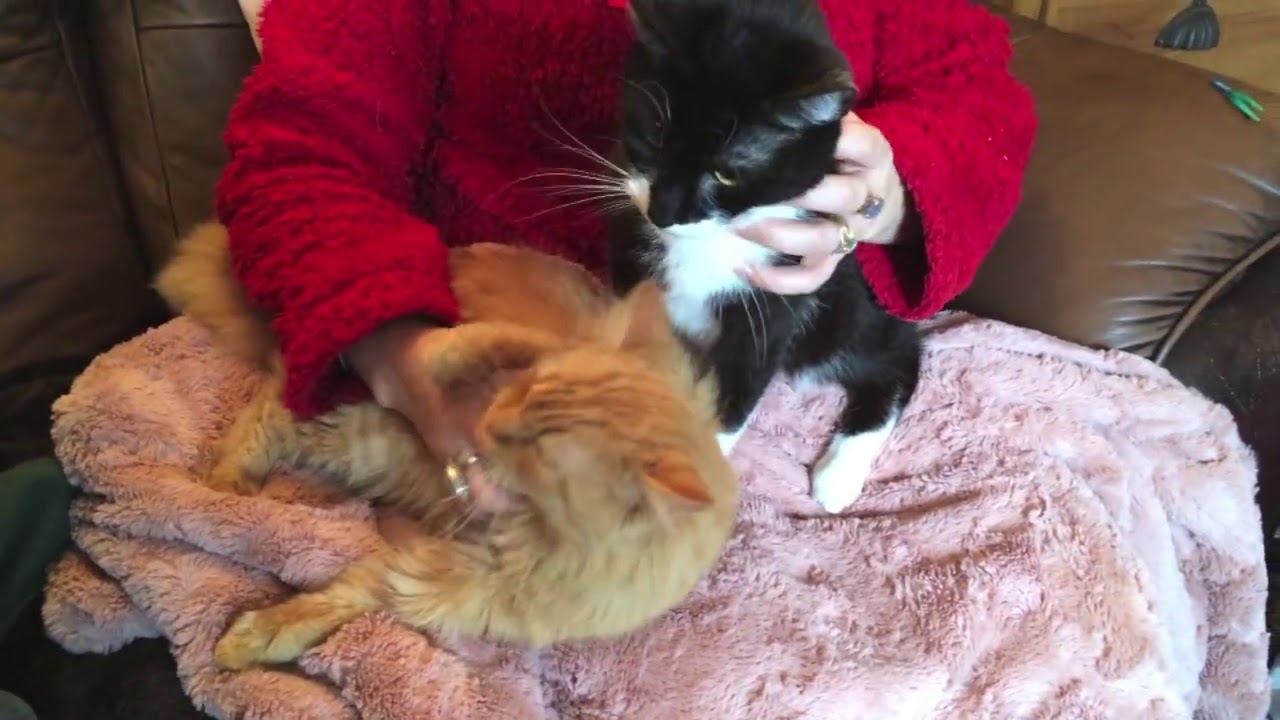 Our old Rescue Centre - New Start Cat Rescue - YouTube