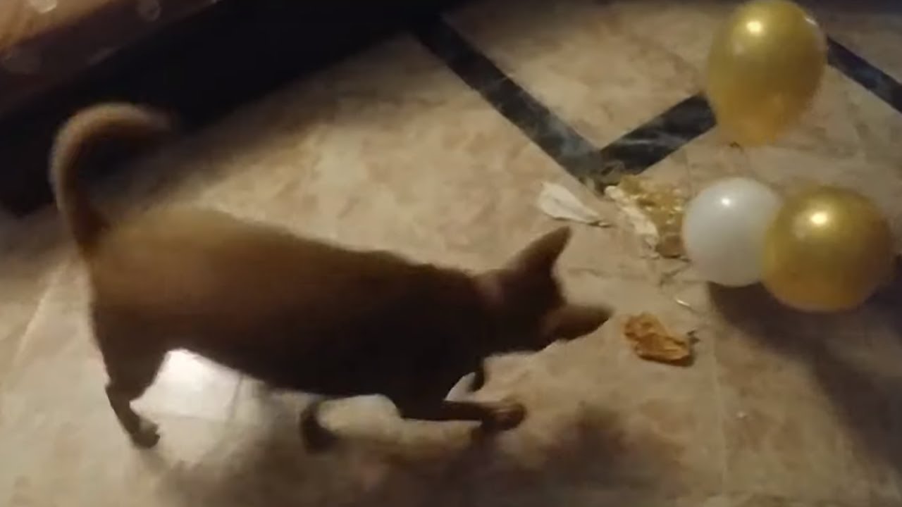 Dog totally obsessed with popping balloons - YouTube
