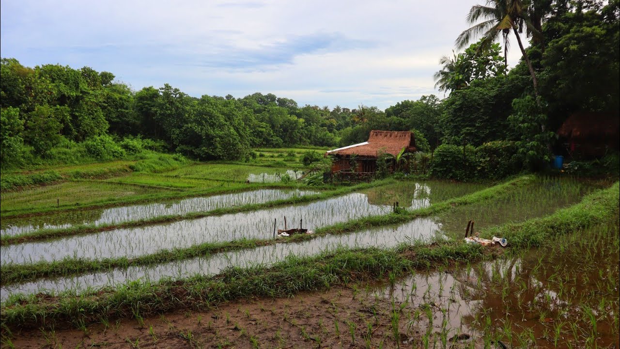 My life living & nature cooking fresh from the farm [ PINAKBET SA BANGA ...