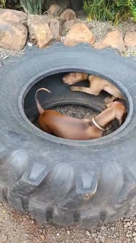 Dogs playfully spin in tire in Puerto Rico, Misiones Province - YouTube