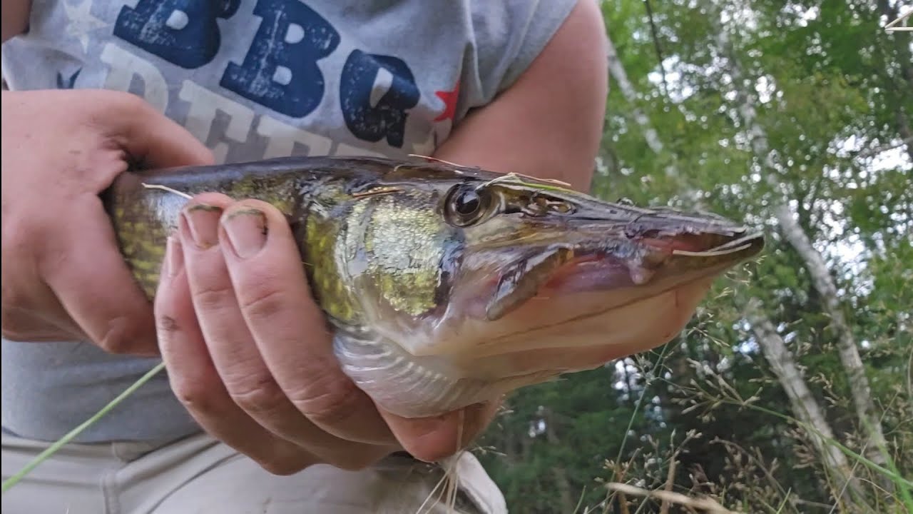 Feisty young pike! (bank fishing a pond) - YouTube