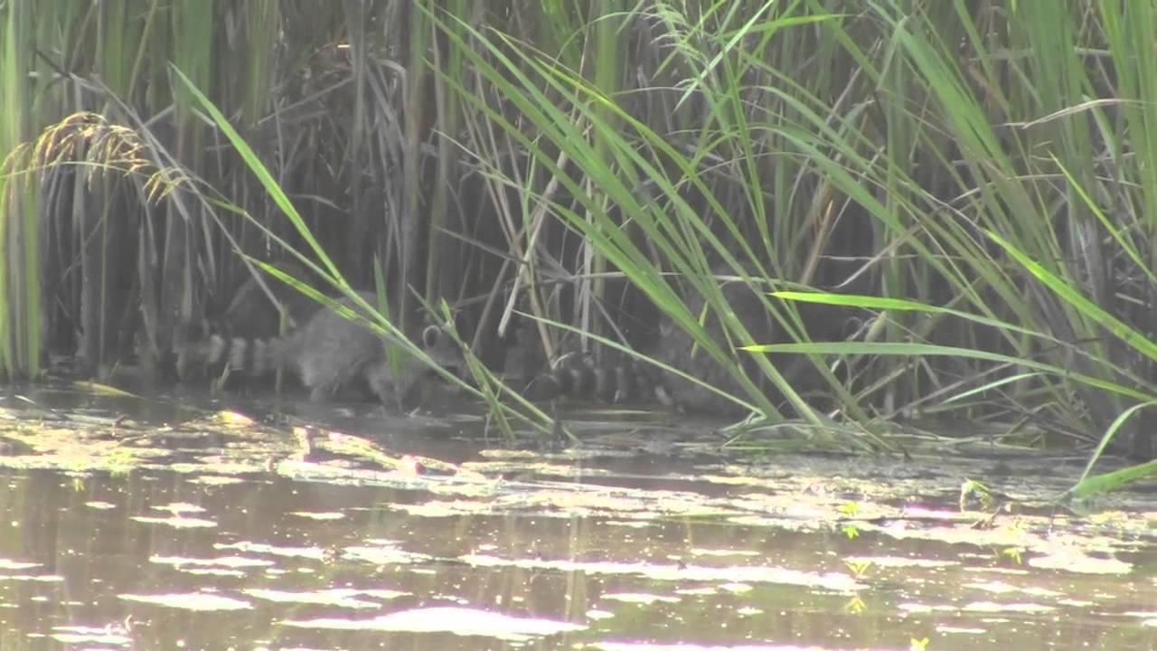 Rowlett Nature Trail - YouTube