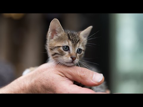 10 SMALLEST CATS In The World