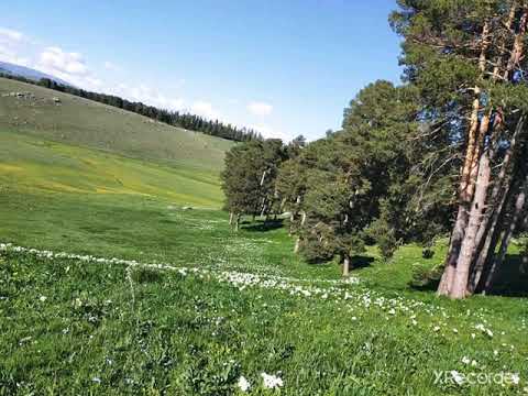 SEYFİ DOĞANAY GÜLE GÜLE GİT