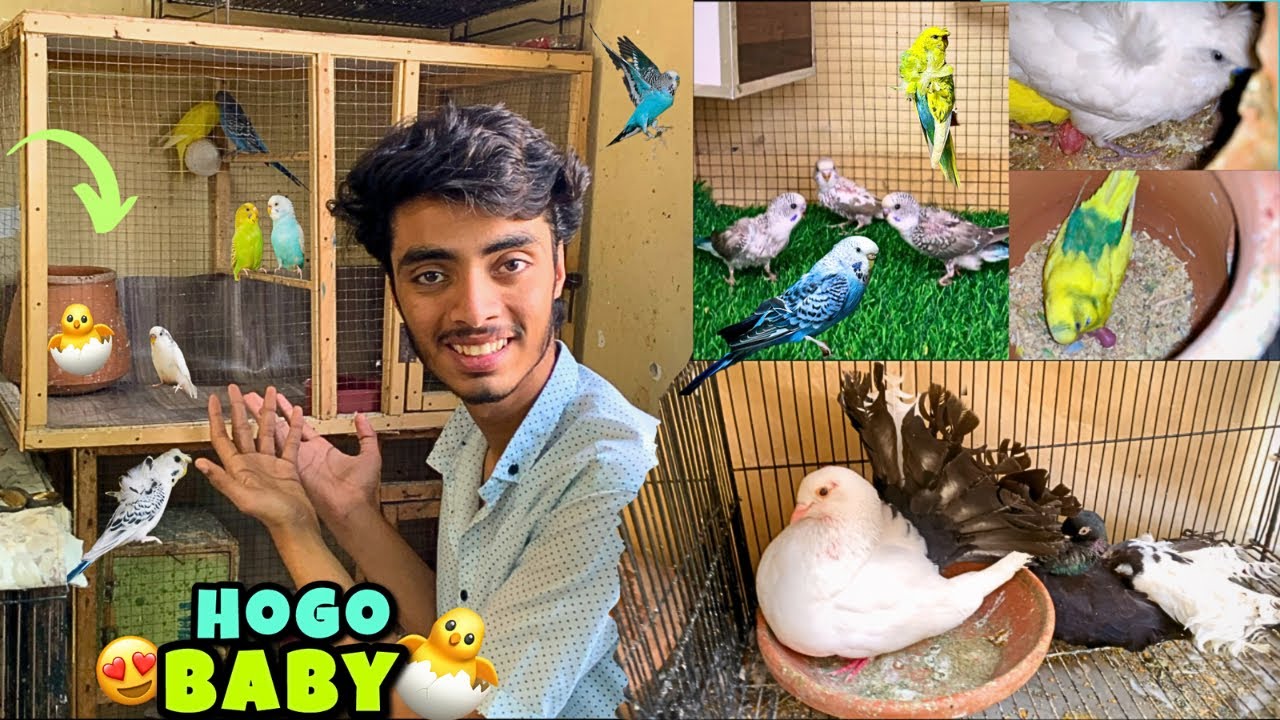 Double flower hogoromo budgies ka bacha nikl aya🐣🥳|Hogoromo budgies ...