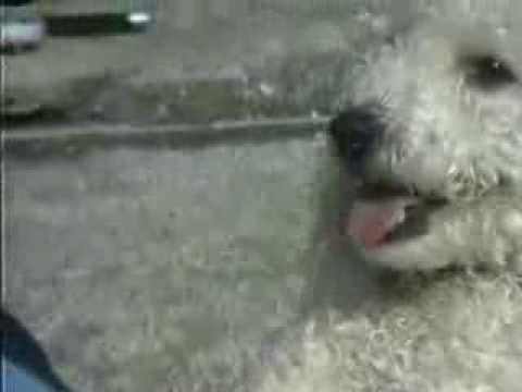 Bana öyle bakma kuçu kuçu