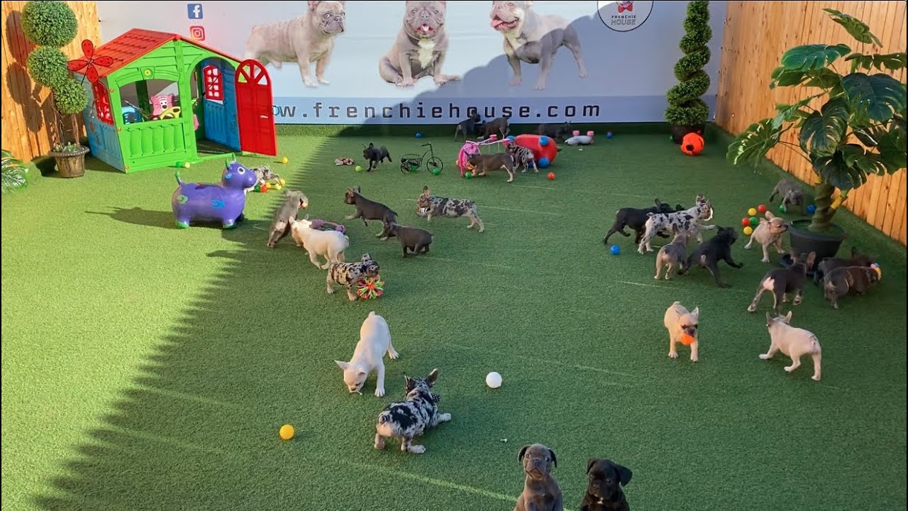 Have you ever seen so many French Bulldog puppies? – Frenchie House ...