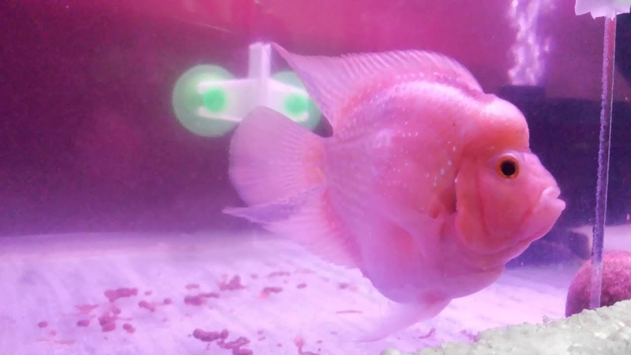 short body flowerhorn fish - YouTube