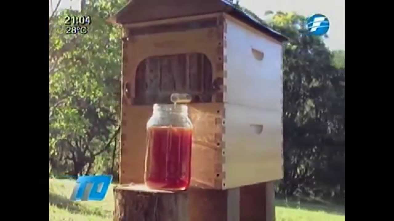 Novedosa manera de extraer miel de la colmena 13/03/2015 - YouTube