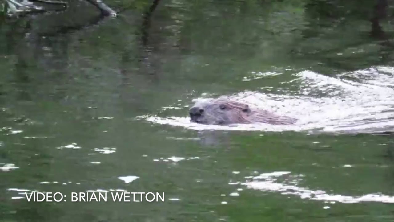 Dad beaver swimming pt.2 - YouTube