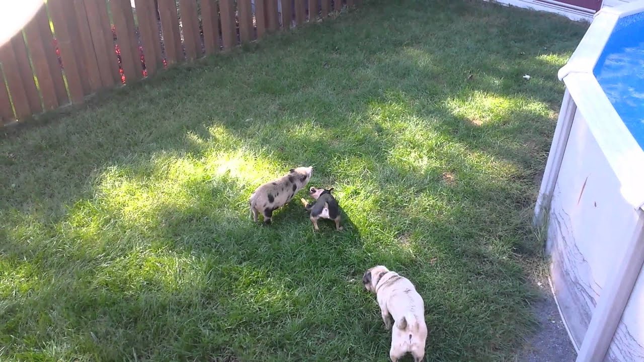 Epic battle: cochon vs chien - YouTube